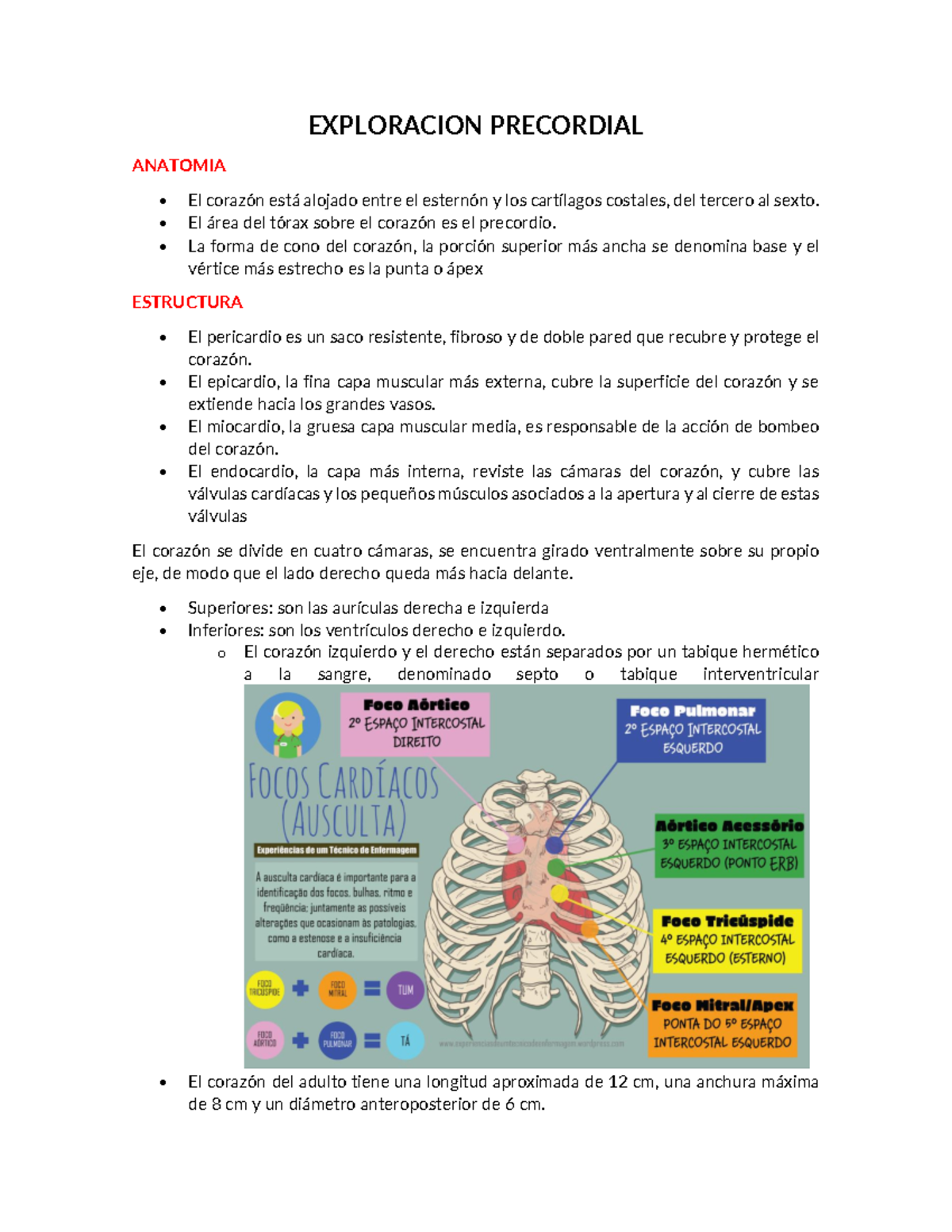 Exploracion Precordial - EXPLORACION PRECORDIAL ANATOMIA • El corazón ...