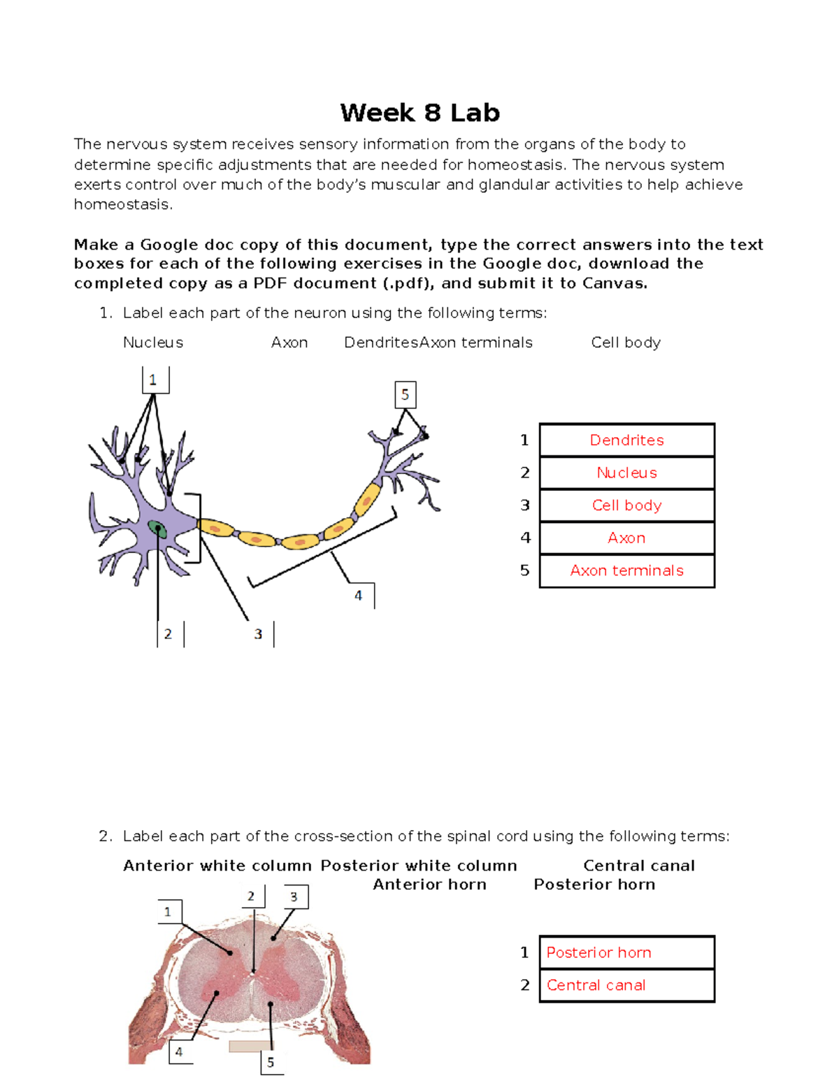 Week 8 Lab Answers - Week 8 Lab The nervous system receives sensory ...