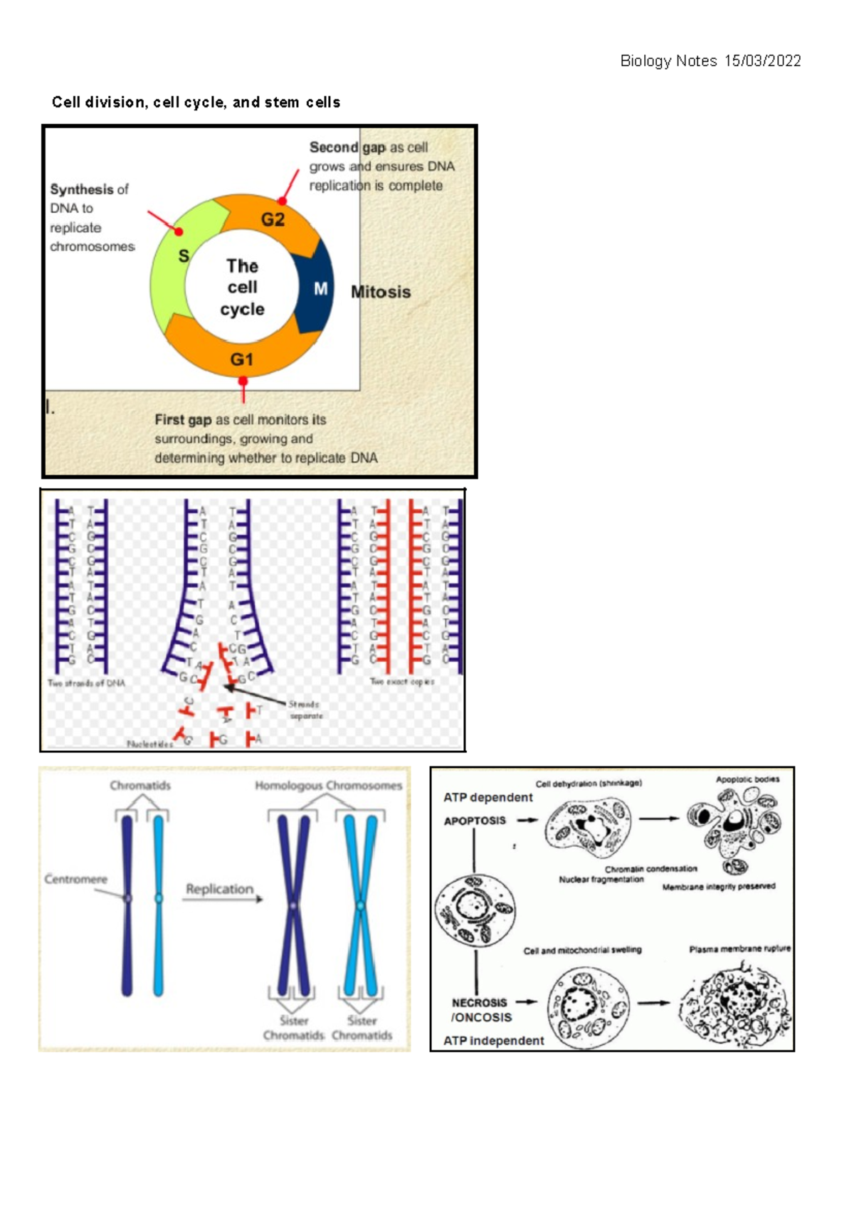 Notes - Cell division, cell cycle and stem cells - Biology Notes 15/03 ...