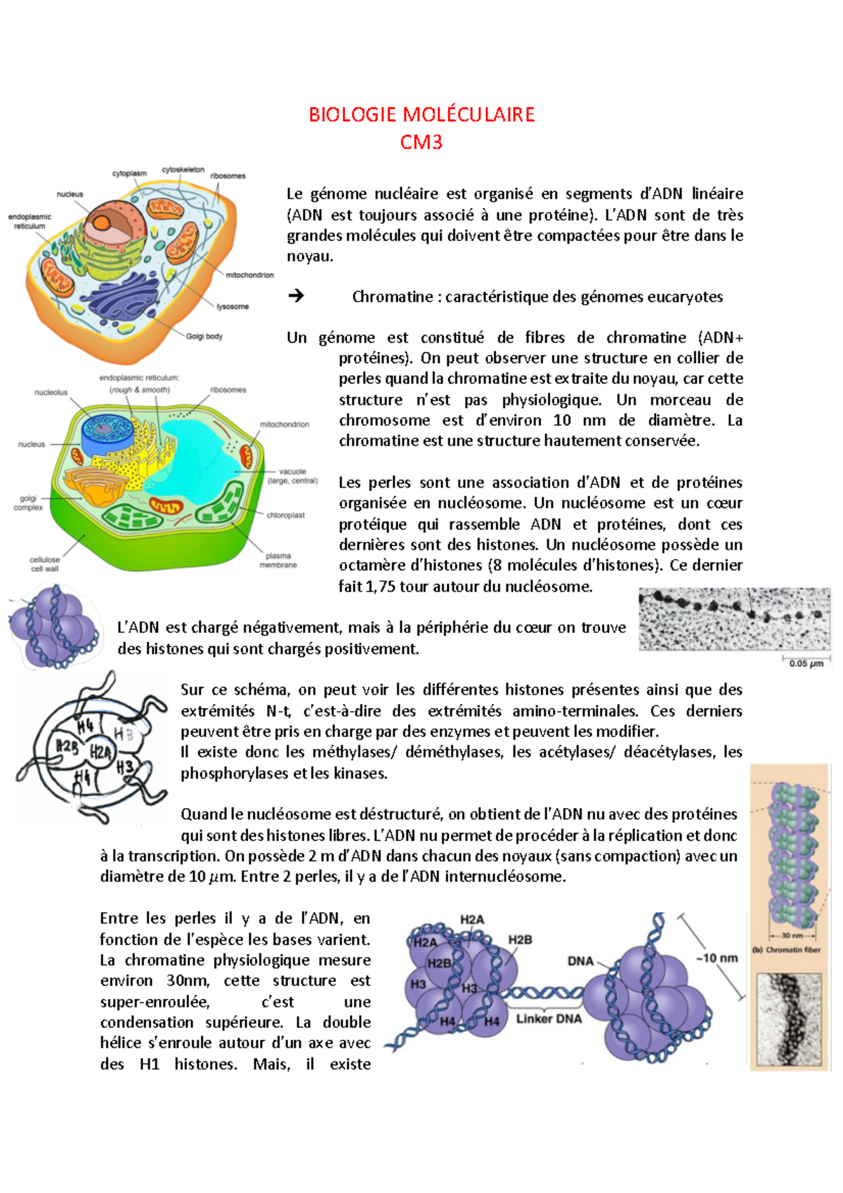 Biologie Moléculaire cm3 - BIOLOGIE MOLÉCULAIRE CM Le génome nucléaire ...