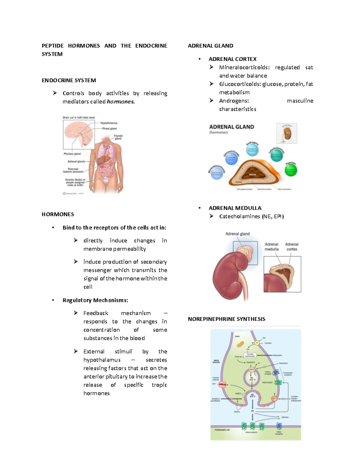 PCOG Reviewer 5 7 - FINALS - PEPTIDE HORMONES AND THE ENDOCRINE SYSTEM ...
