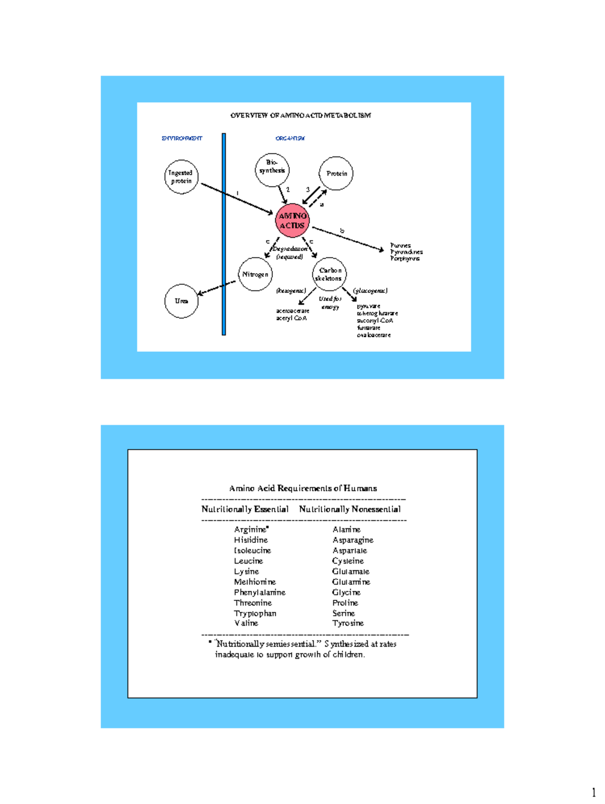 RỐI LOẠN CHUYỂN HÓA Protid - OVERVIEW OF AMINO ACID METABOLISM ...