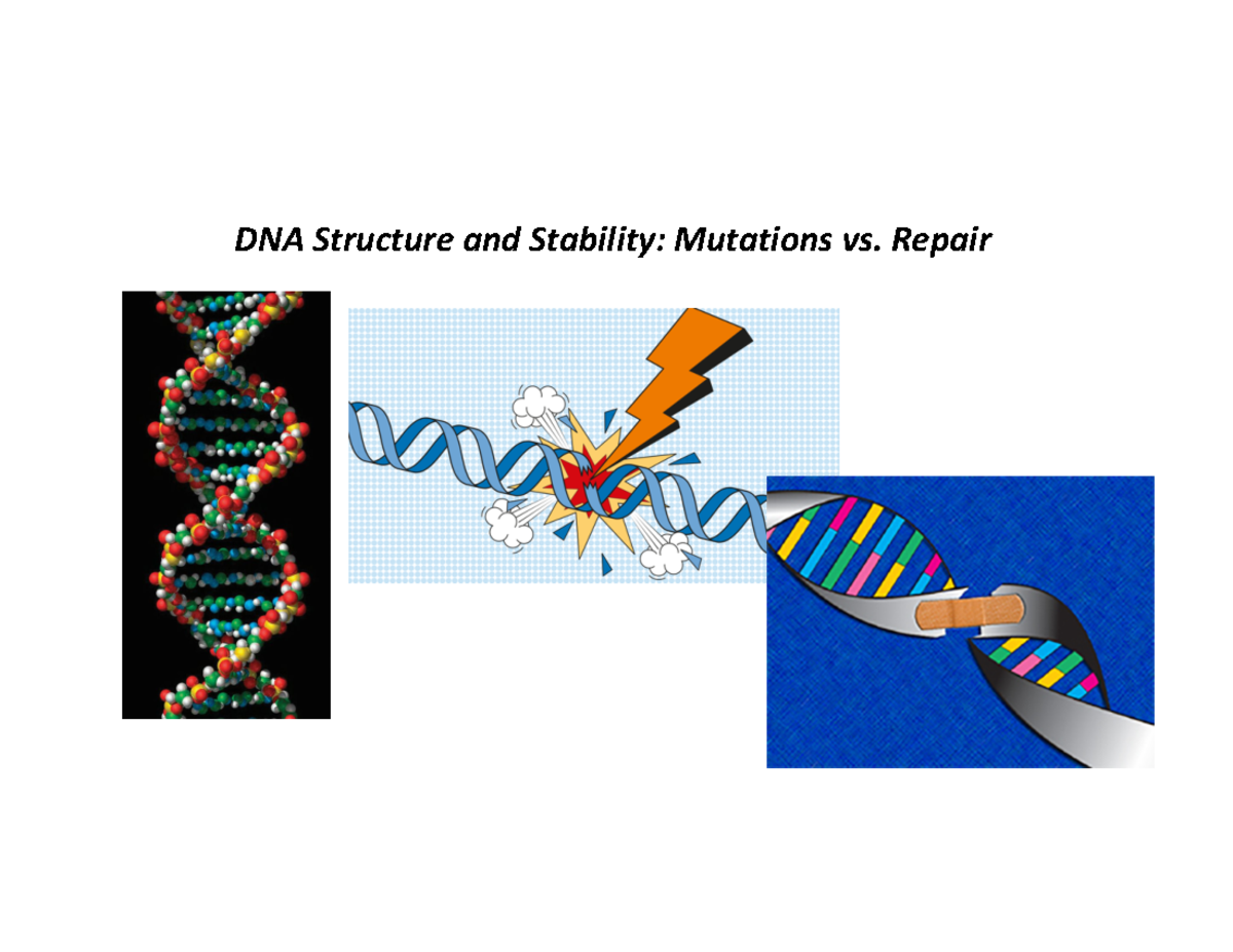Lecture 2 - Warning: TT: undefined function: 32 DNA Structure and ...