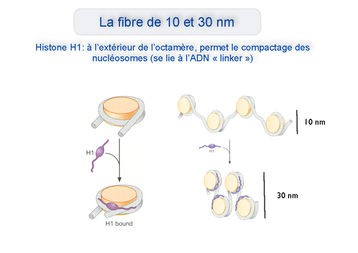 3) Compactage - other - Histone H1: à l’extérieur de l’octamère, permet ...