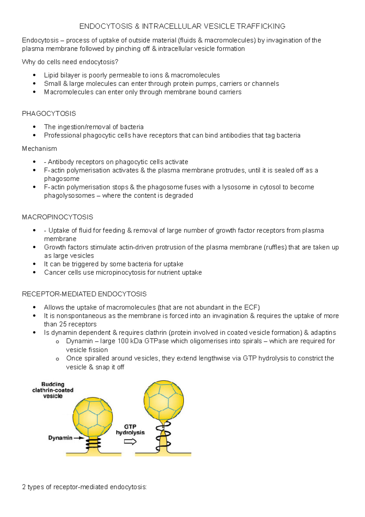 15 Endocytosis & Intracellular Vesicle Trafficking - ENDOCYTOSIS ...