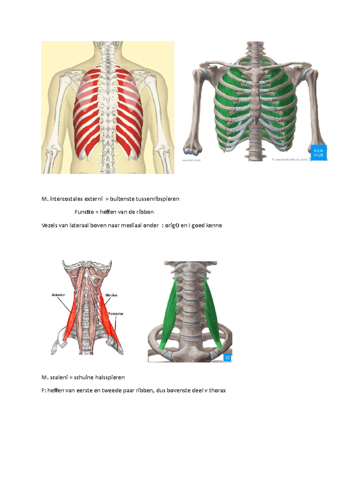 Spieren bw - M. intercostales externi = buitenste tussenribspieren ...