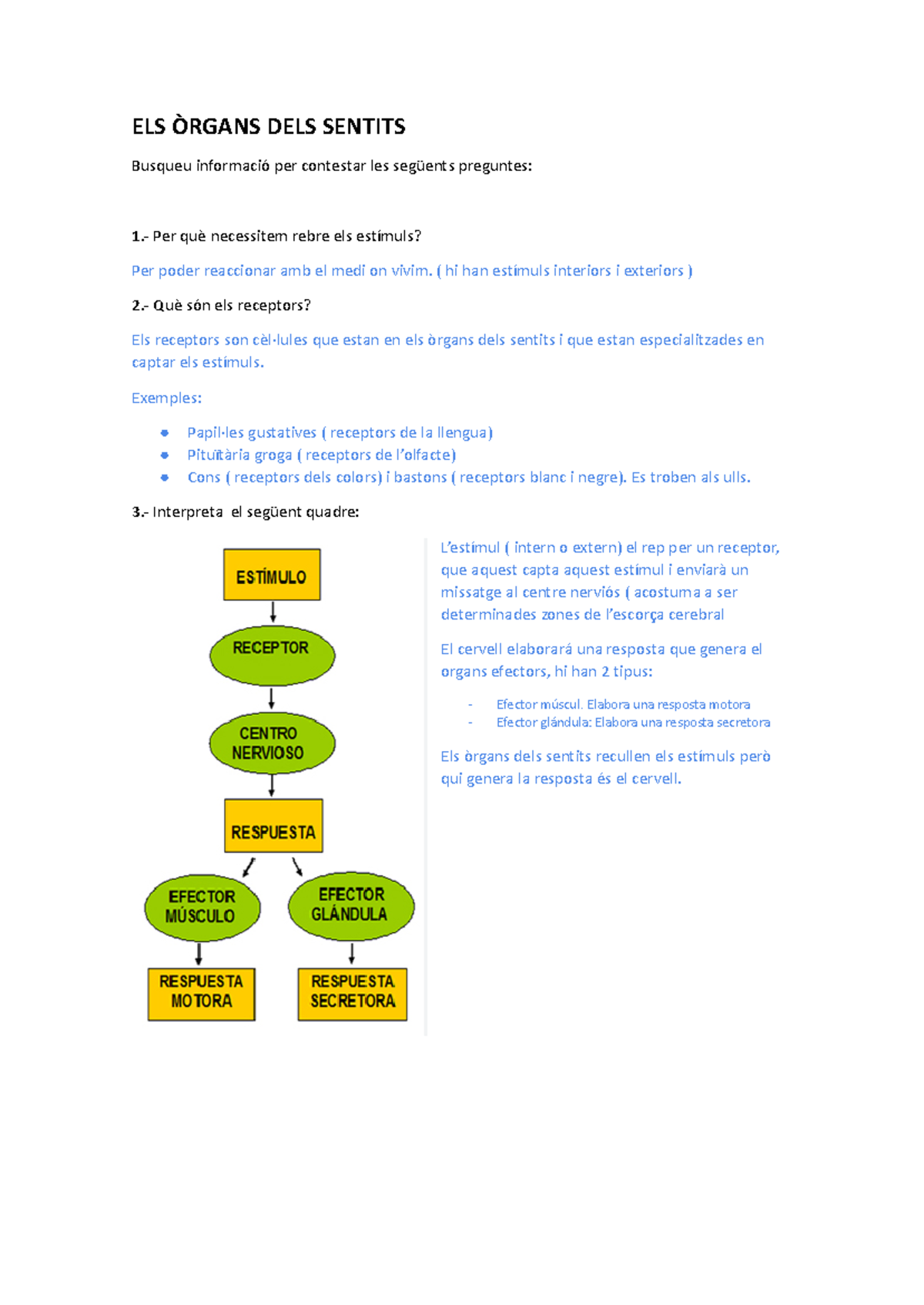 ELS Òrgans DELS Sentits - ELS ÒRGANS DELS SENTITS Busqueu informació ...