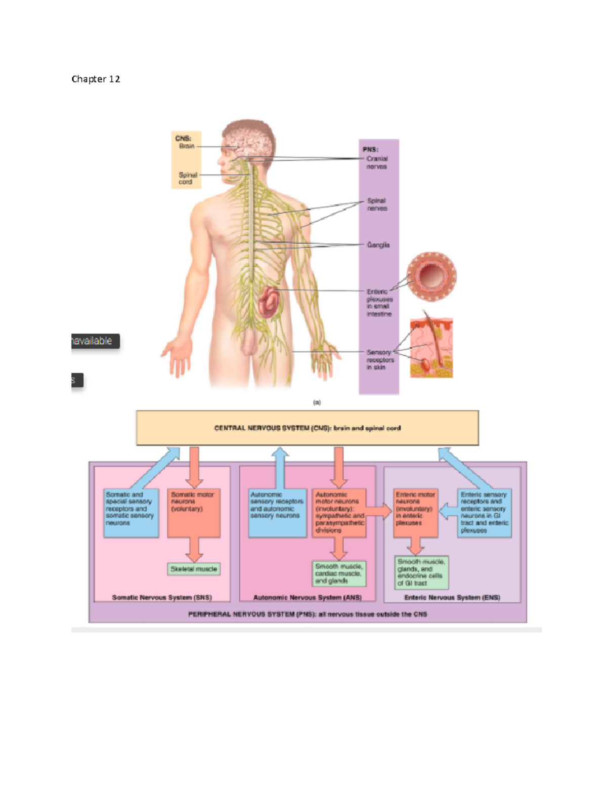 Chapter 12 diagrams - Notes from Chapter 12 of the Textbook for Biol ...