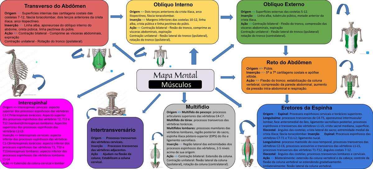 Mapa correto.pptx - mapa - Mapa Mental Músculos Origem => Superfícies ...