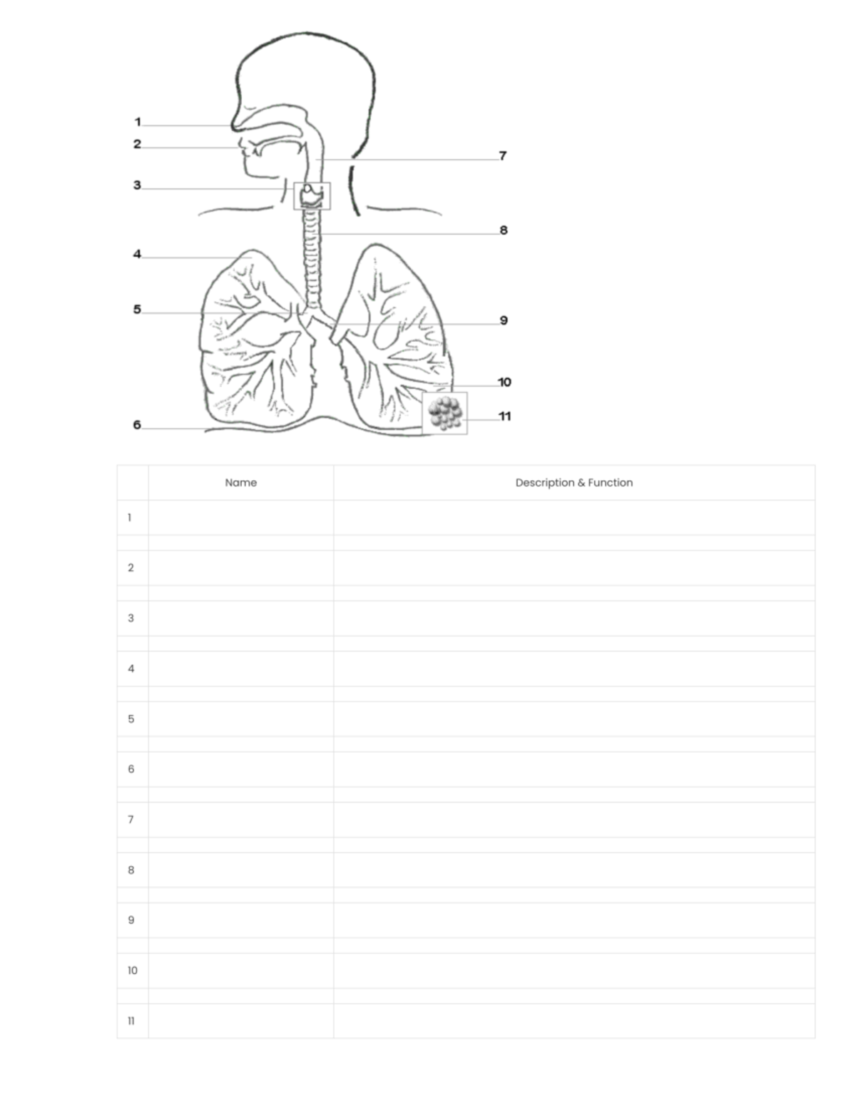 Respiratory System Diagram - Studocu