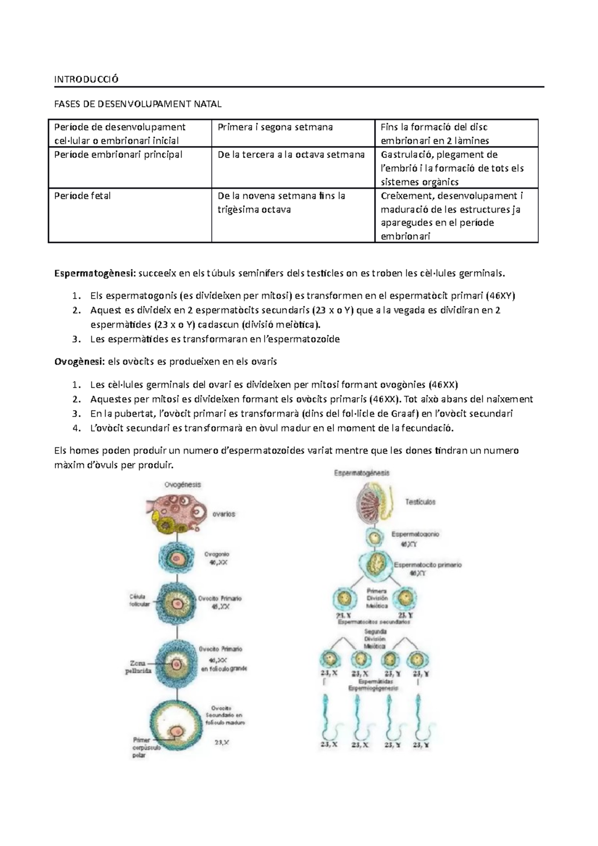 EMBRIOLOGIA, etapes de desenvolupament de l'embrió - INTRODUCCIÓ FASES ...