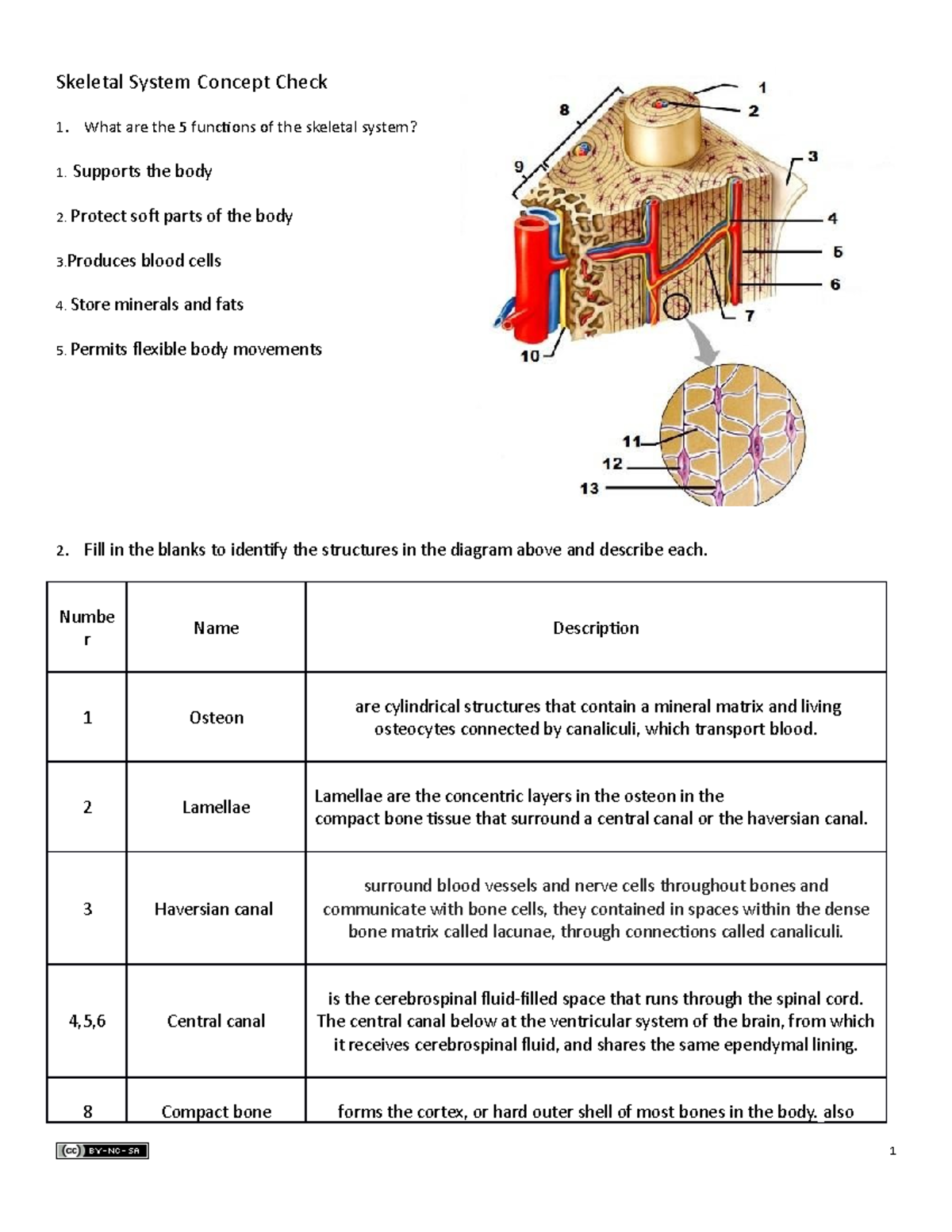 Week 5 Concept Check Skeletal complete - Skeletal System Concept Check ...