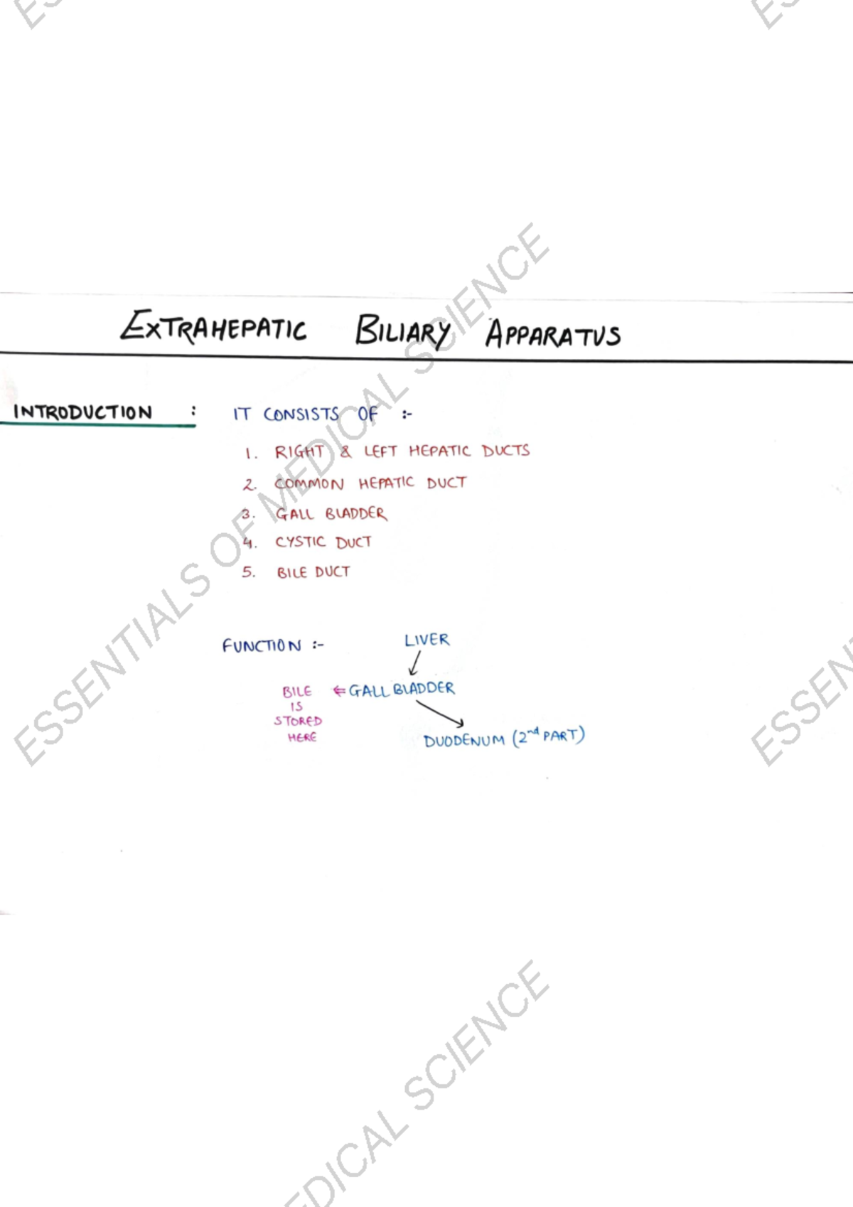 Extrahepatic biliary apparatus - BDS - Studocu