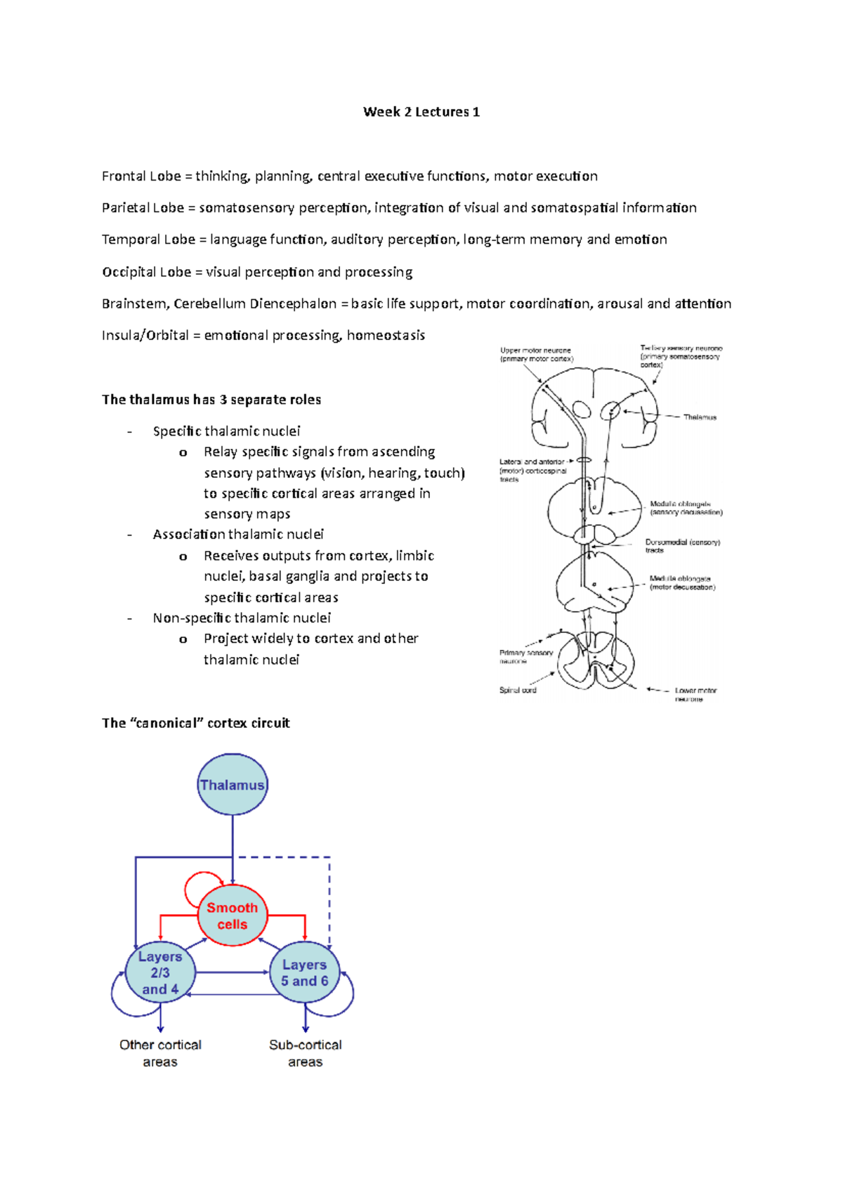 Week 2 Lectures 1-3 - Week 2 Lectures 1 Frontal Lobe = thinking, planning, central executive ...