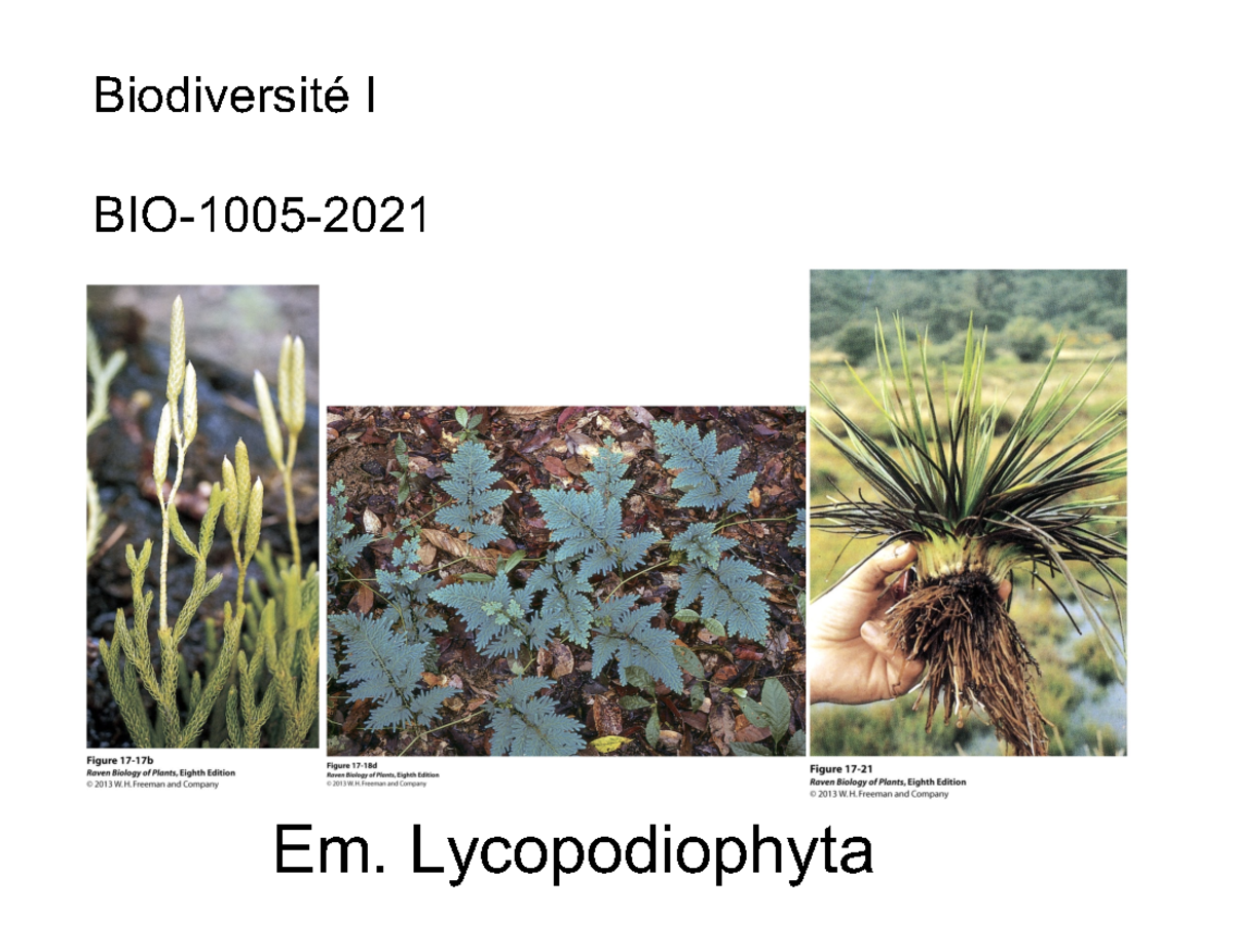 Cours 16-Lycopodiophyta - Em. Lycopodiophyta Biodiversité I BIO-1005 ...
