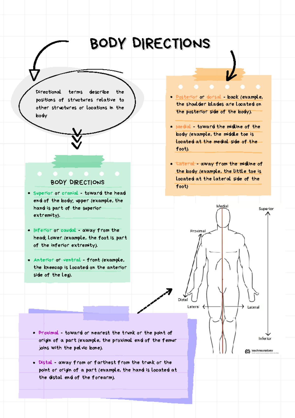 Body Directions - Posterior or dorsal - back (example, the shoulder ...