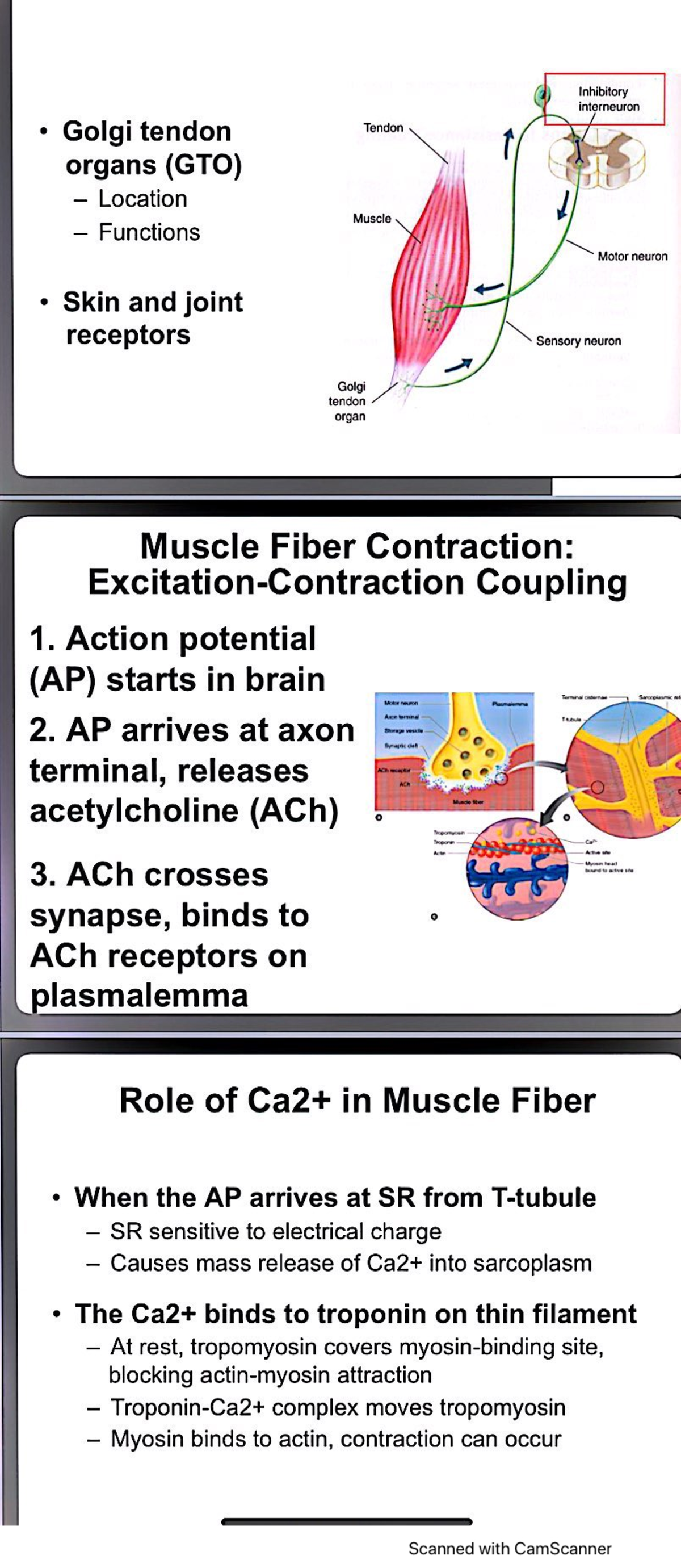 powerpoint summary - Inhibitory interneuron Golgi tendon ies organs ...