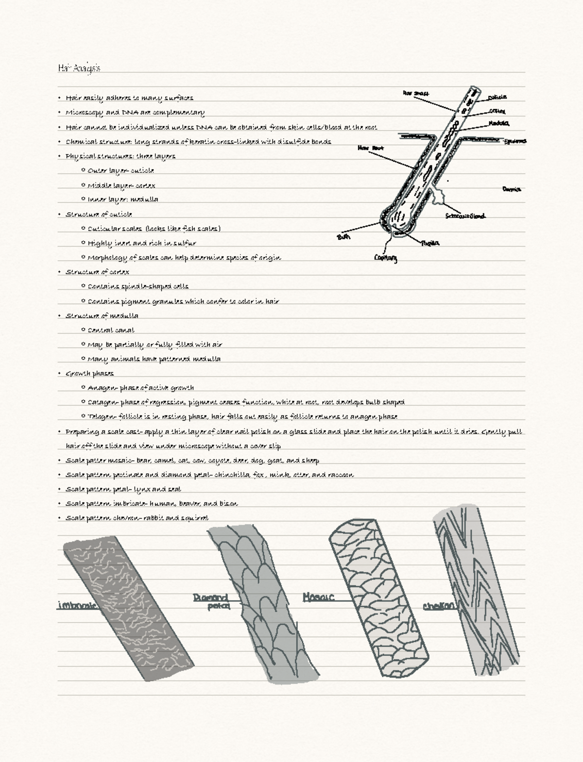 Hair analysis notes - Hair Analysis Hair easily adheres to many ...