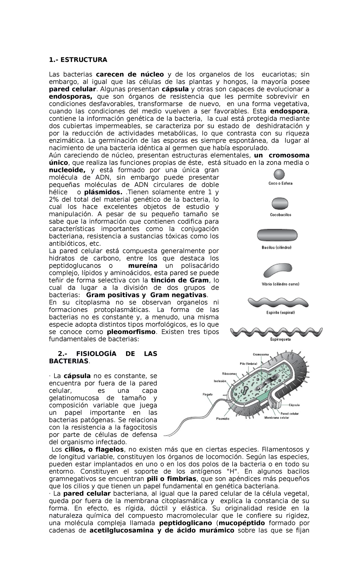 Bacterio - Aserca de bacterias - 1.- ESTRUCTURA Las bacterias carecen de núcleo y de los ...