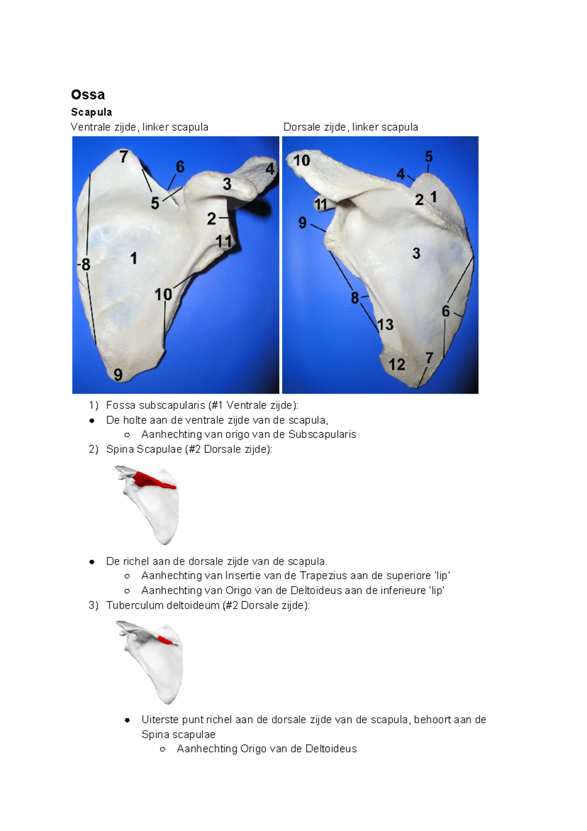 Deeltoets 1 romp - Ossa Scapula Ventrale zijde, linker scapula Dorsale ...