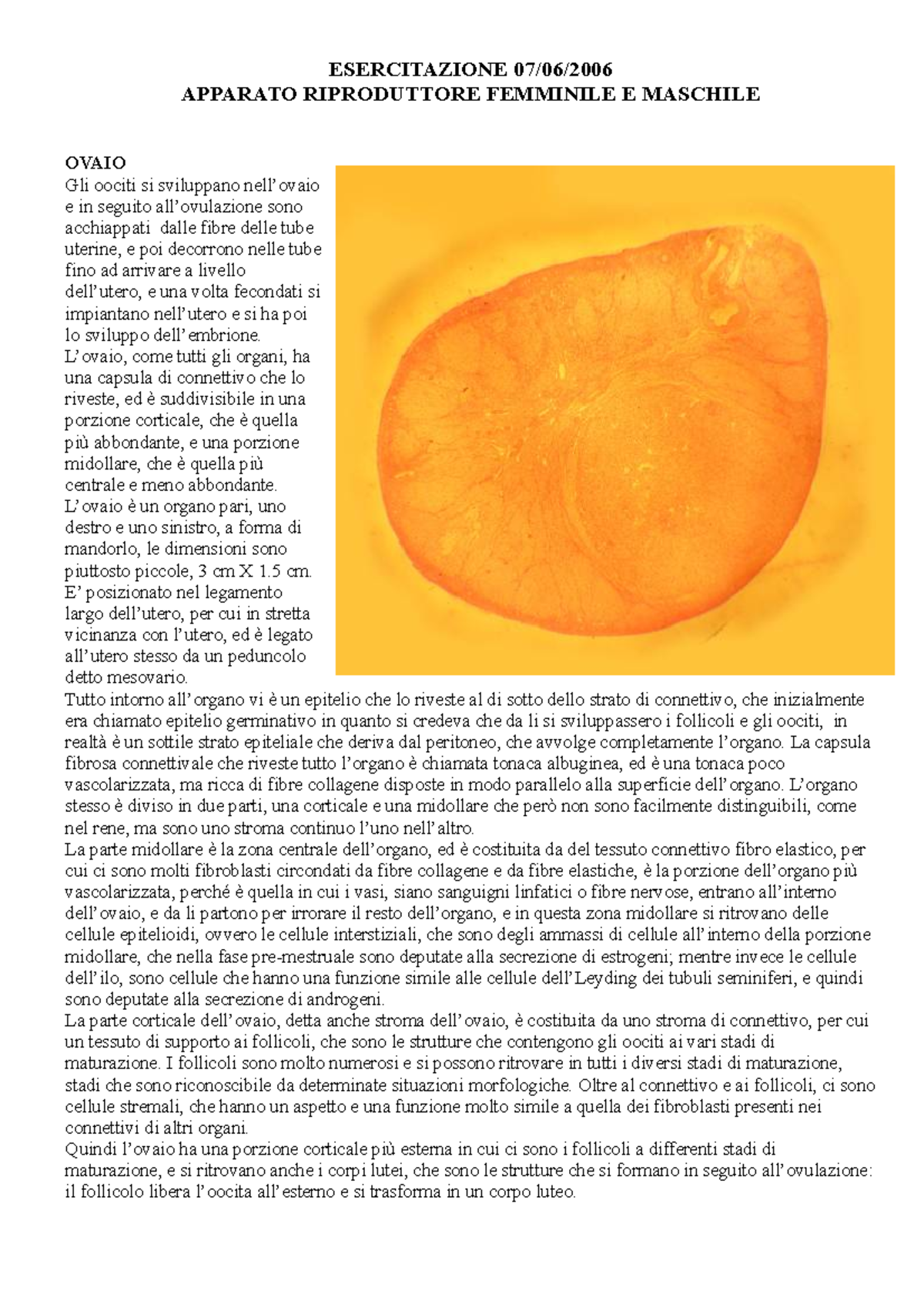 Laboratorio : ovaio, testicoli - ESERCITAZIONE 07/06/ APPARATO ...