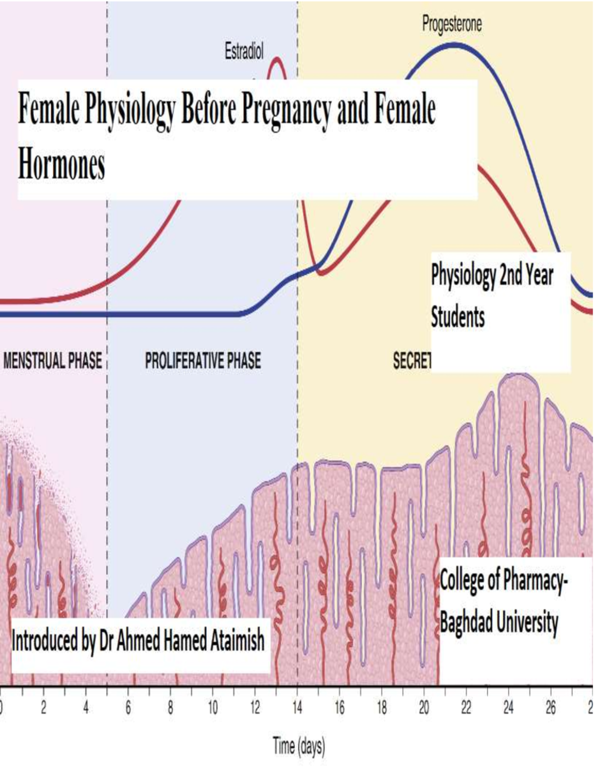 المحاضرة 17 - physiology - Female Physiology Before Pregnancy and ...