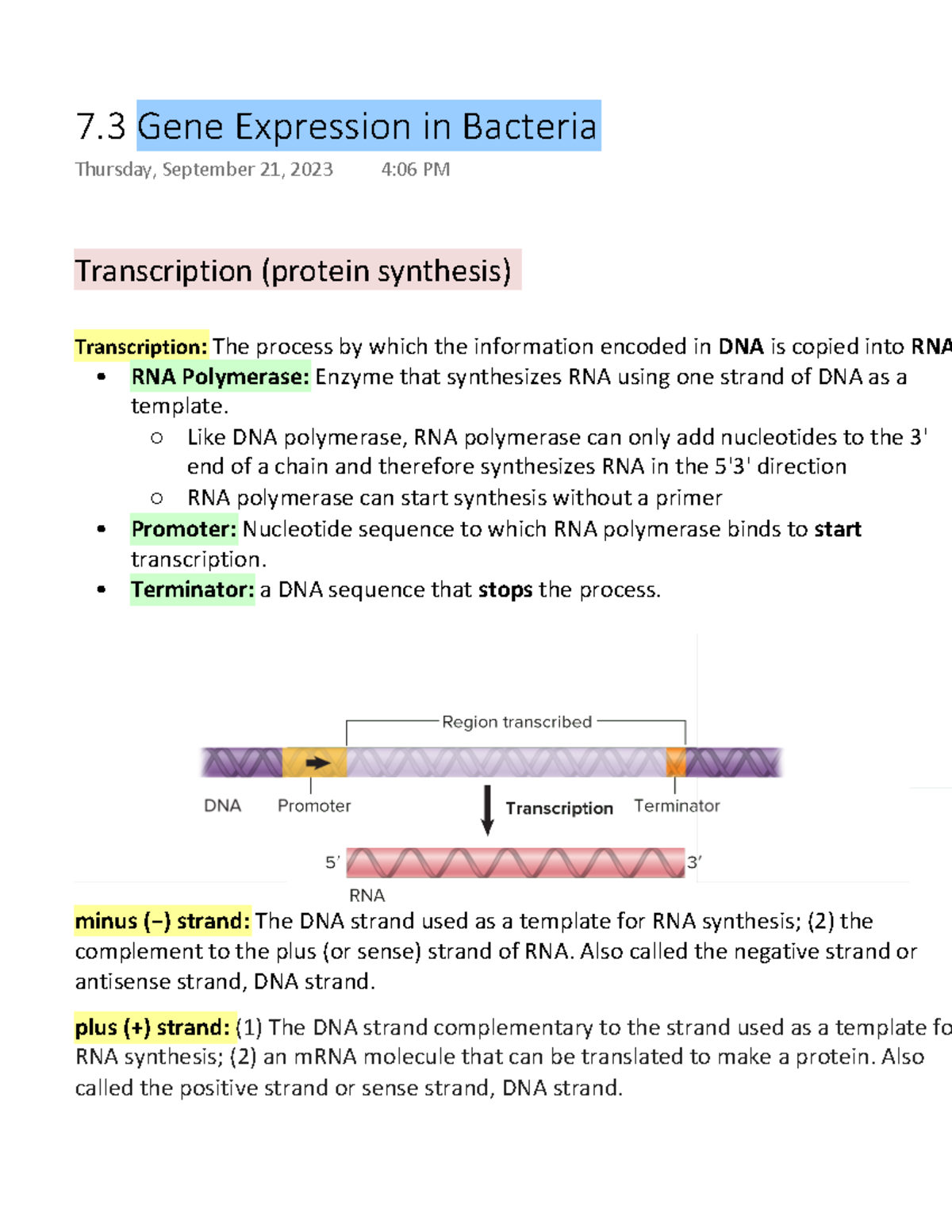 7.3 Gene Expression in Bacteria - Transcription (protein synthesis ...