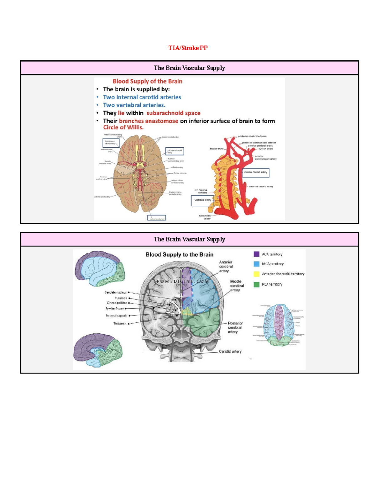 Neuro PP Notes - TIA/Stroke PP The Brain Vascular Supply The Brain ...