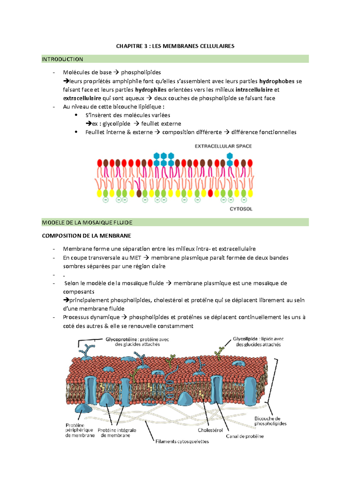 Membrane cellulaire - Résumé Biologie 1 - CHAPITRE 3 : LES MEMBRANES ...