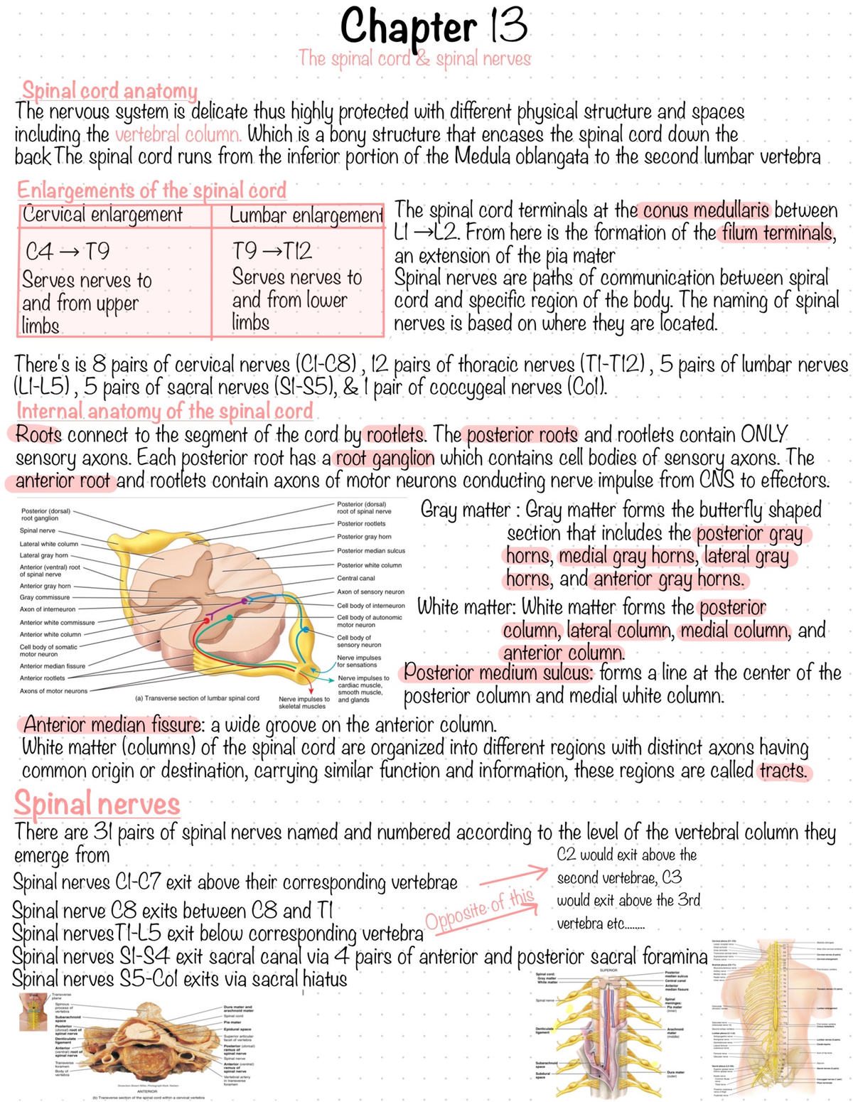 Anatomy and physiology 2 chapter 13 pg 1 - BIOL203 - Studocu