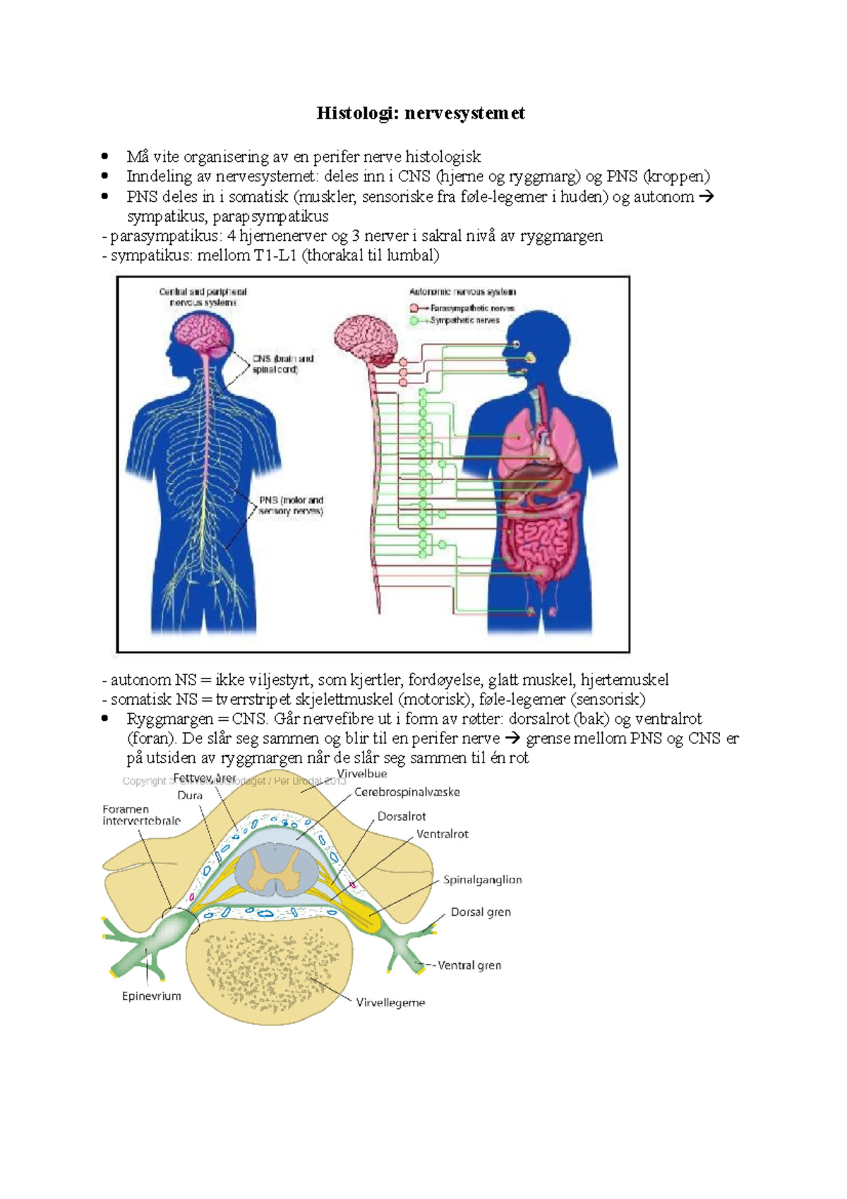 Histologi, nervesystemet - Histologi: nervesystemet Må vite ...