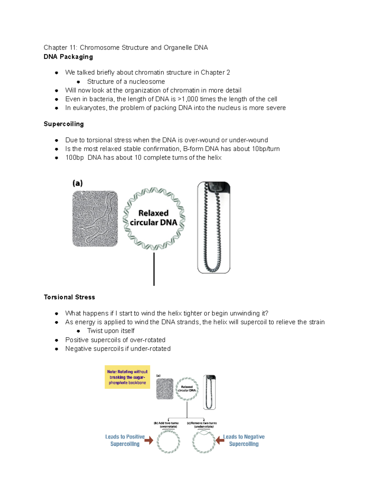 Genetics Chapter 11 - Chapter 11: Chromosome Structure and Organelle ...