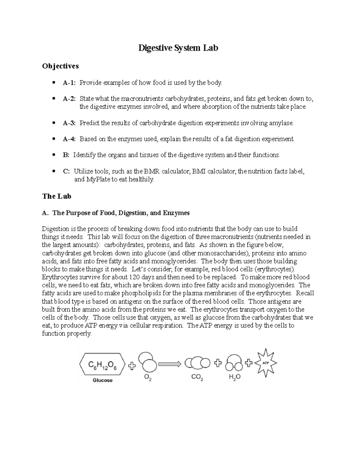 Digestive System Lab - Digestive System Lab Objectives A-1: Provide ...