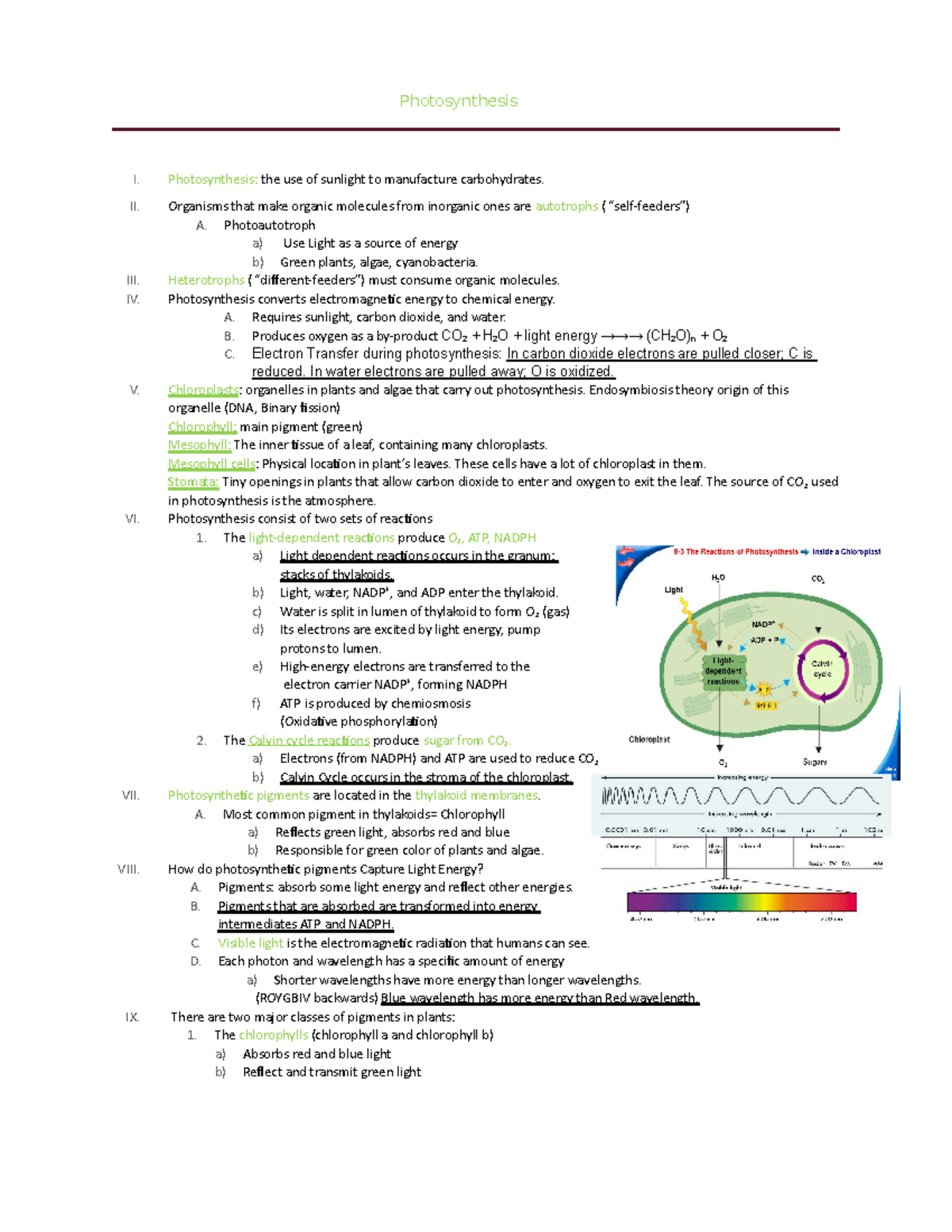 Photosynthesis Notes - John Walker - Photosynthesis I. Photosynthesis ...
