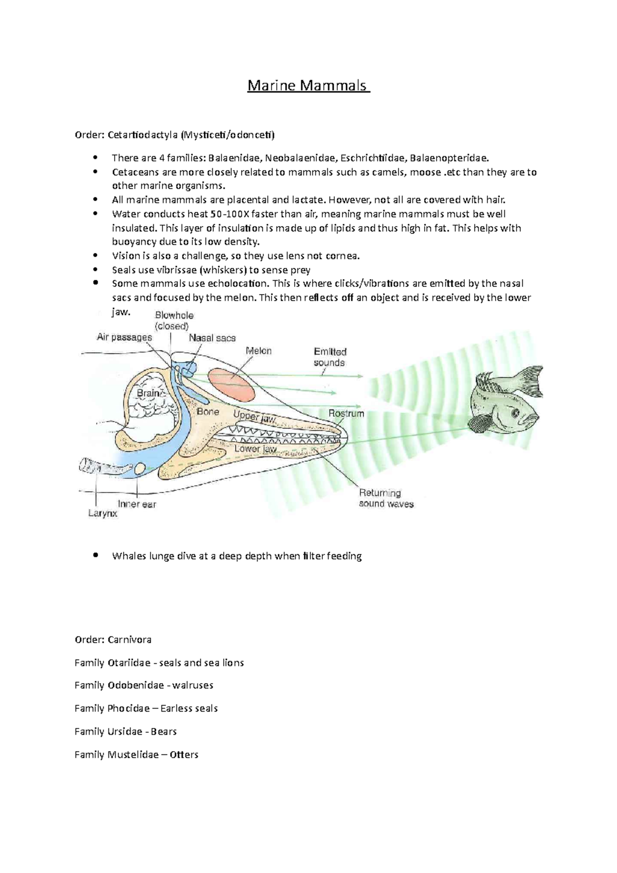 Marine Mammals - Marine Mammals Order: Cetartiodactyla (Mysticeti ...