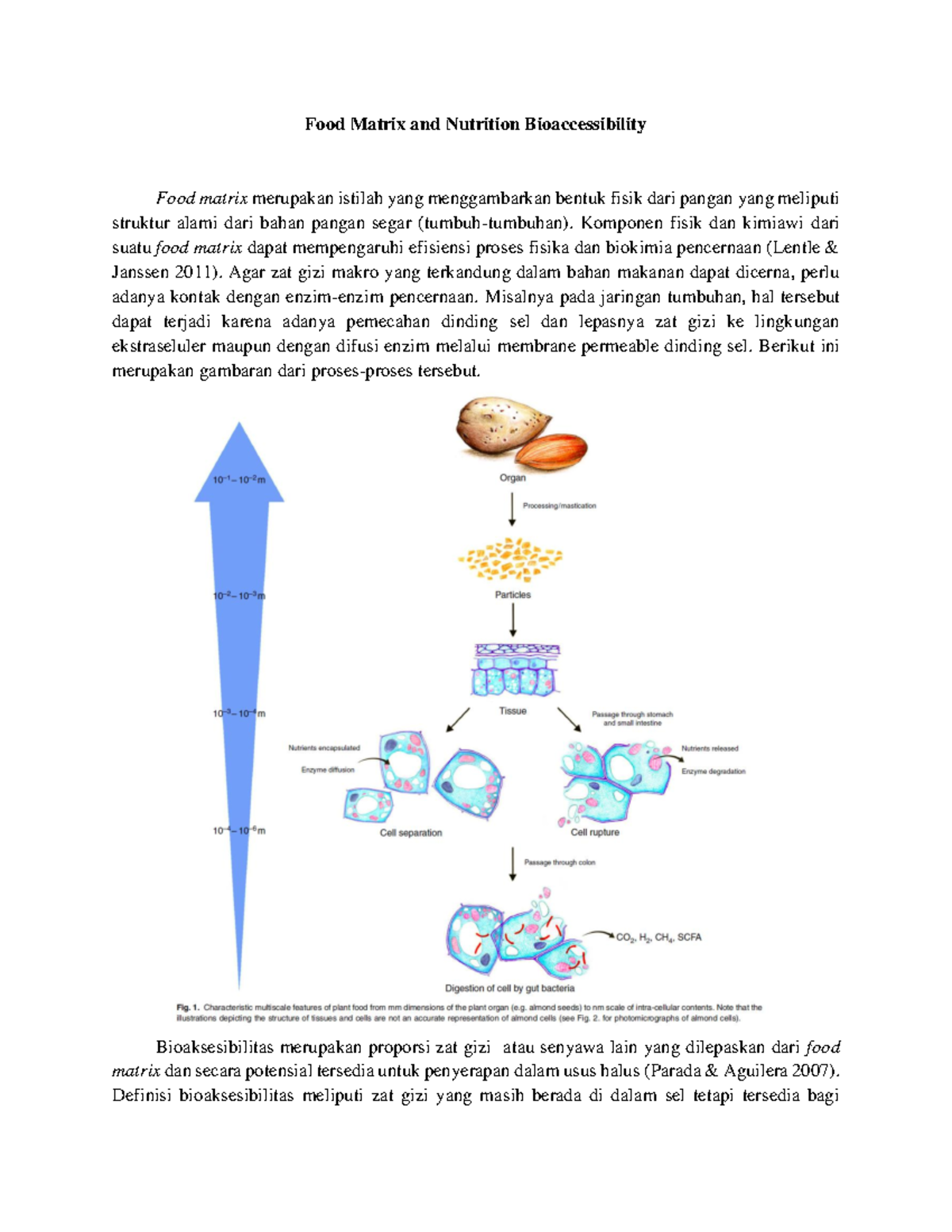 Food Matrix and Nutrition Bioaccessibility - Komponen fisik dan kimiawi ...