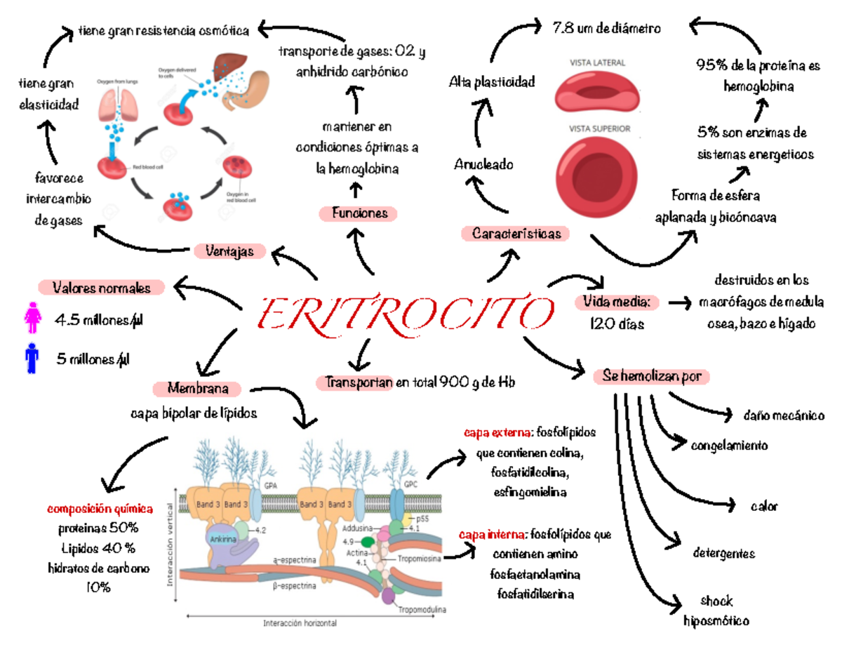 Mapa eritrocito - ERITROCITO Ventajas Características Valores normales ...