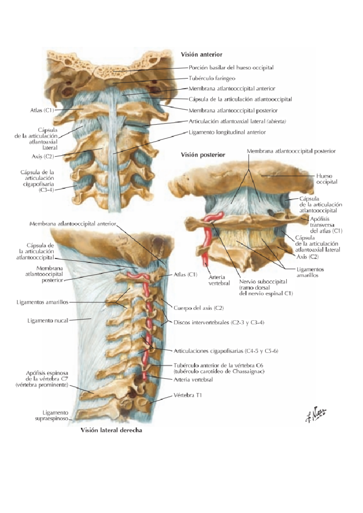 Torax Articulaciones - Láminas importantes de tórax netter - Visión ...