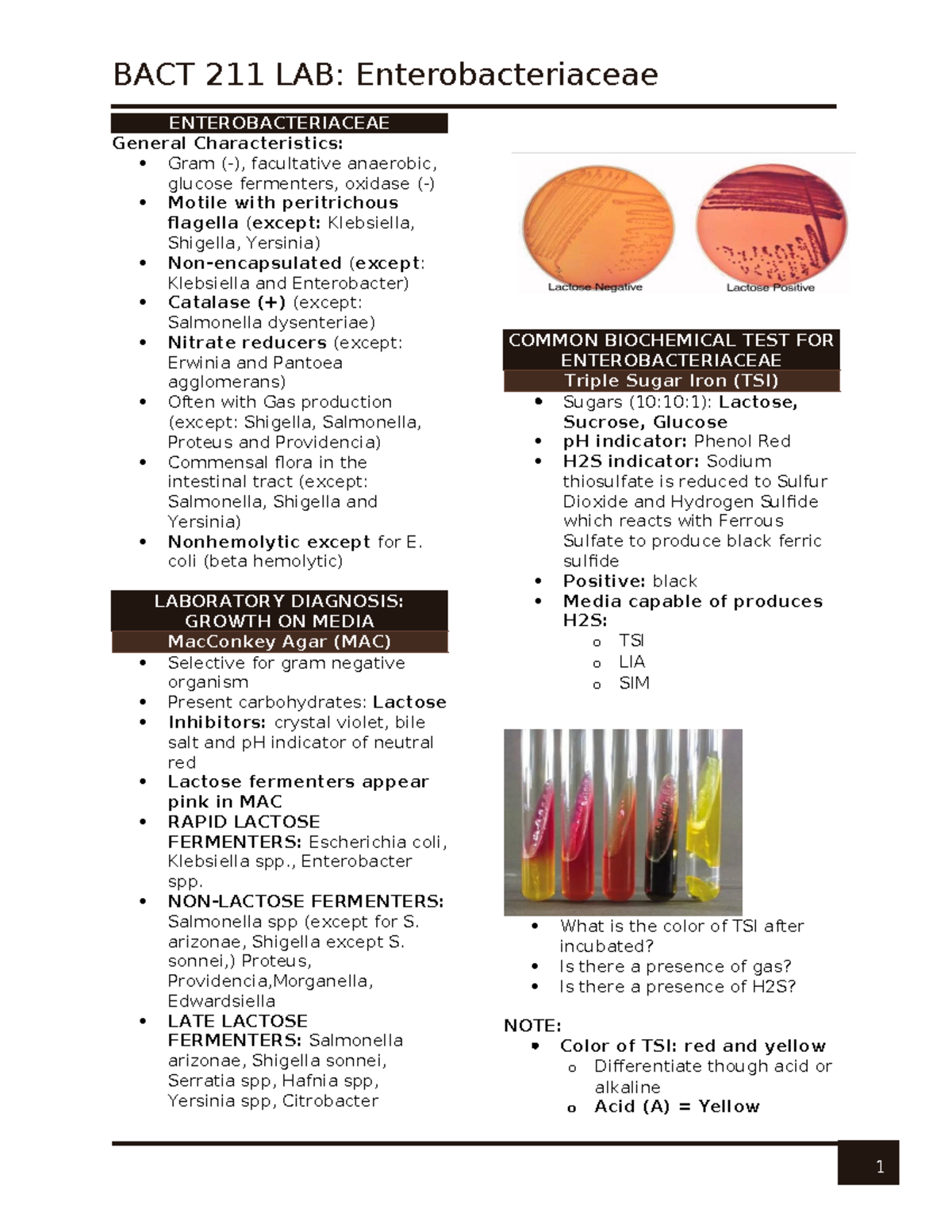 Enterobacteriaceae-Lab-Trans - 1 BACT 211 LAB: Enterobacteriaceae ...