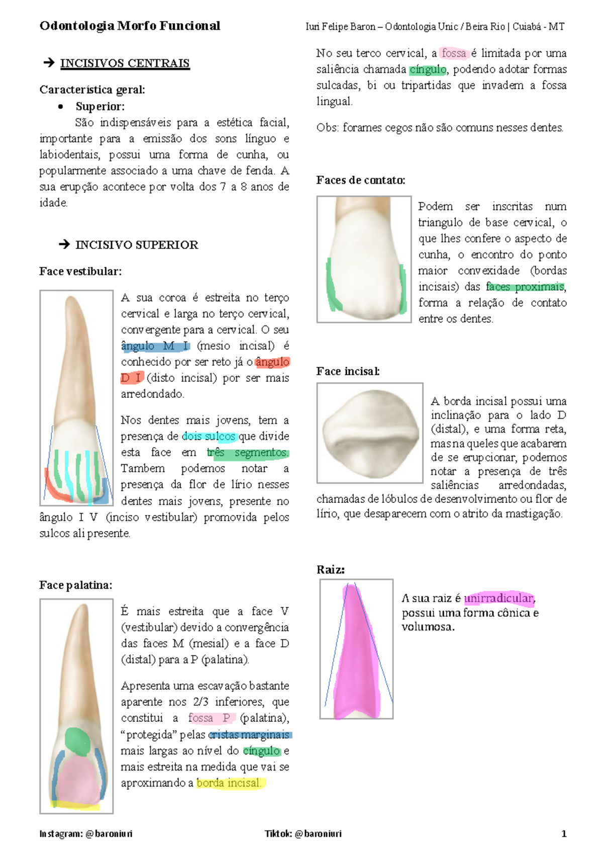 Odontologia, anatomia do incisivo central - Odontologia Morfo Funcional ...