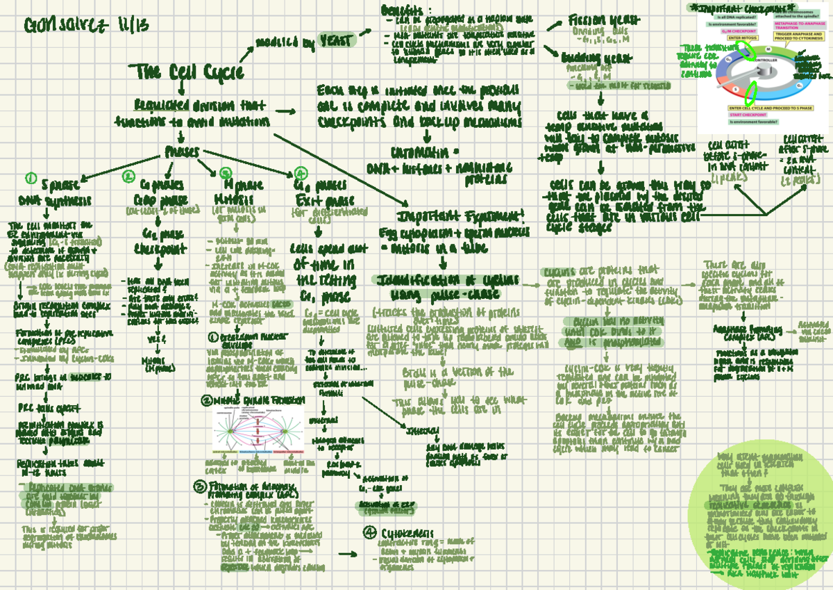 Molecular Cell Biology Notes - COGS 8022 - Studocu