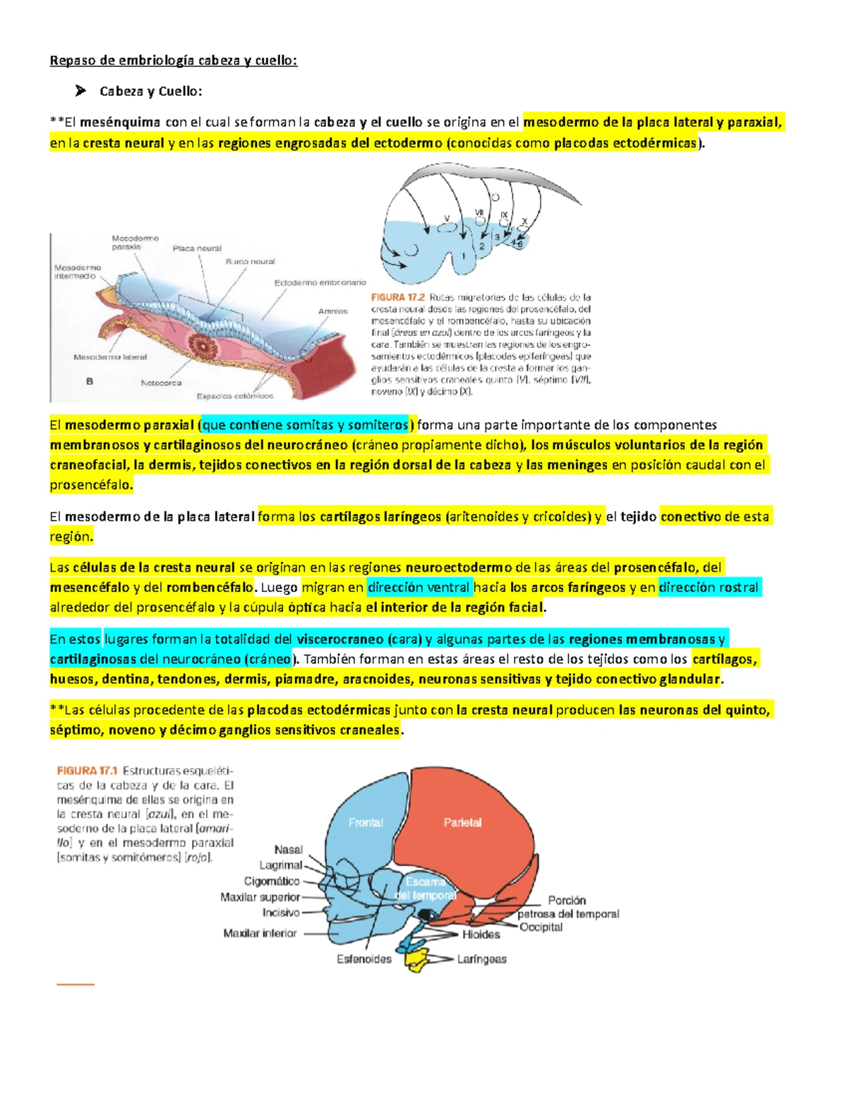 Cabeza y Cuello - Embriología resúmenes - Cabeza Y Cuello - Región ...