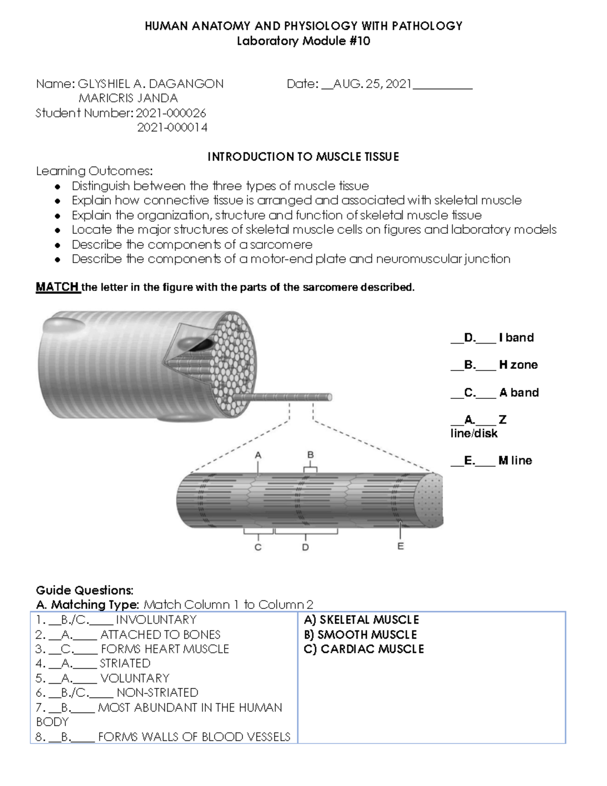 Introduction to Muscle Tissue - HUMAN ANATOMY AND PHYSIOLOGY WITH ...