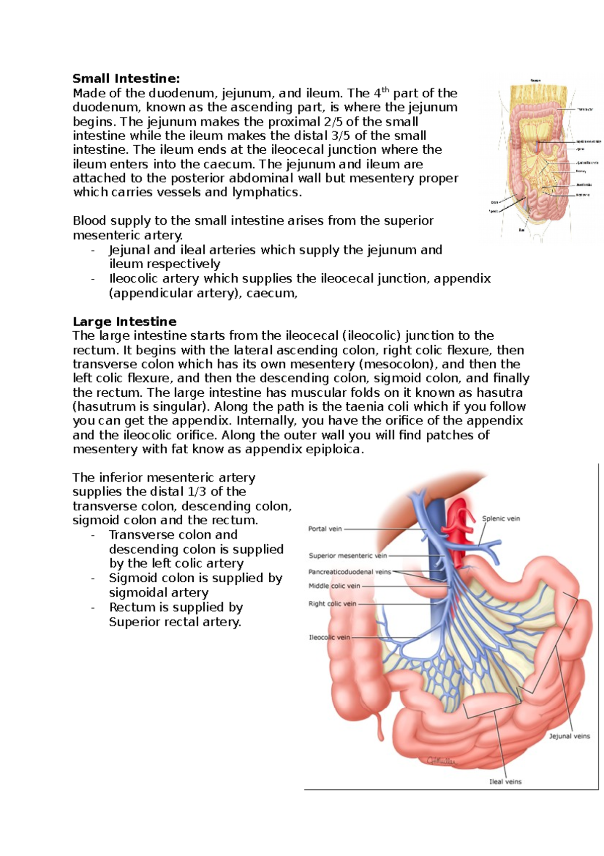 Small Intestine - Lecture notes Notes - Small Intestine: Made of the ...