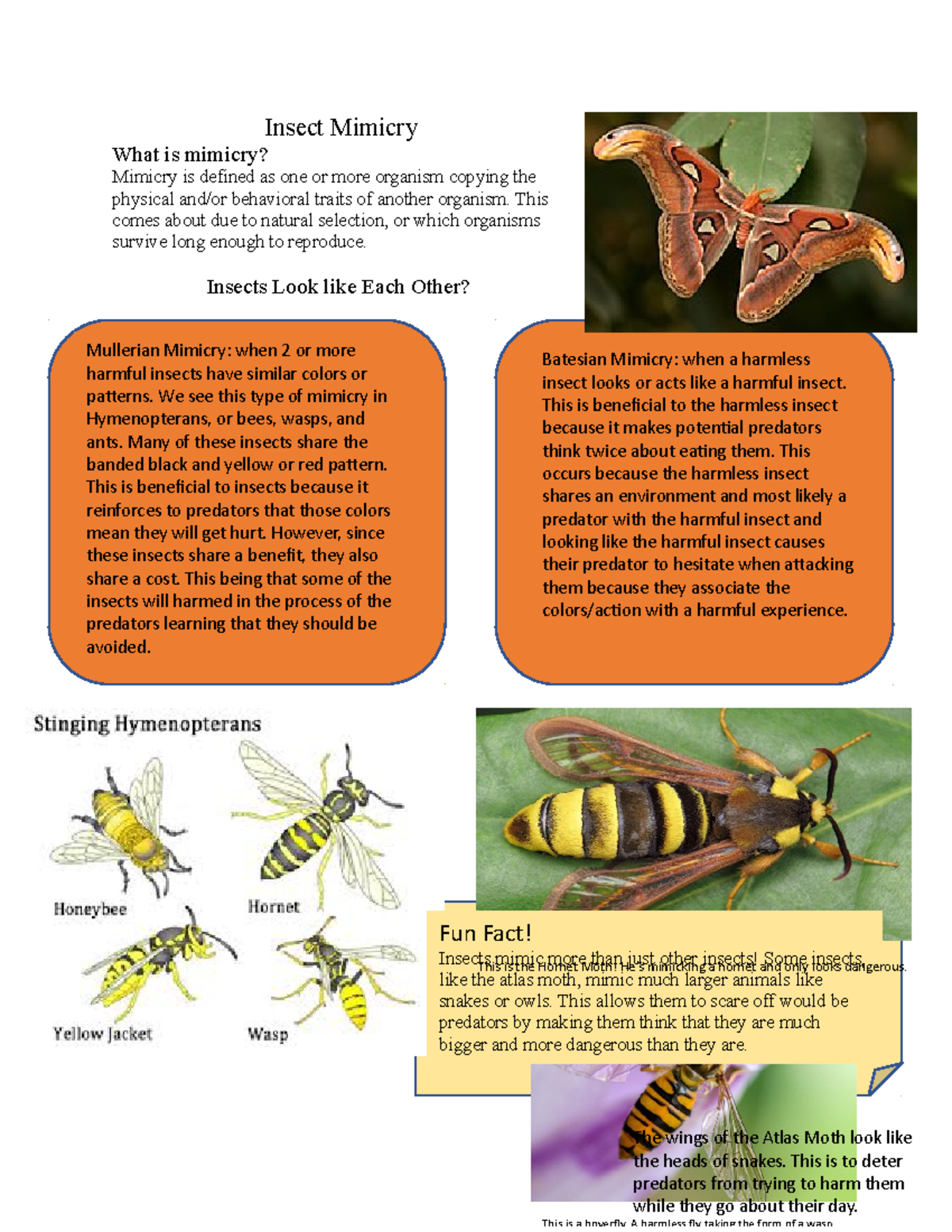 Insect Mimicry Teacher Plan - Insect Mimicry What is mimicry? Mimicry ...