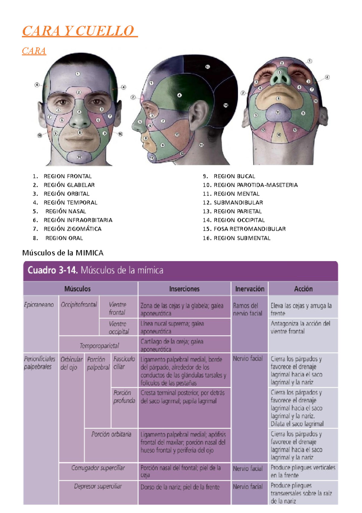Final CARA Y Cuello + Netter + Video - CARA Y CUELLO CARA 1. REGION ...