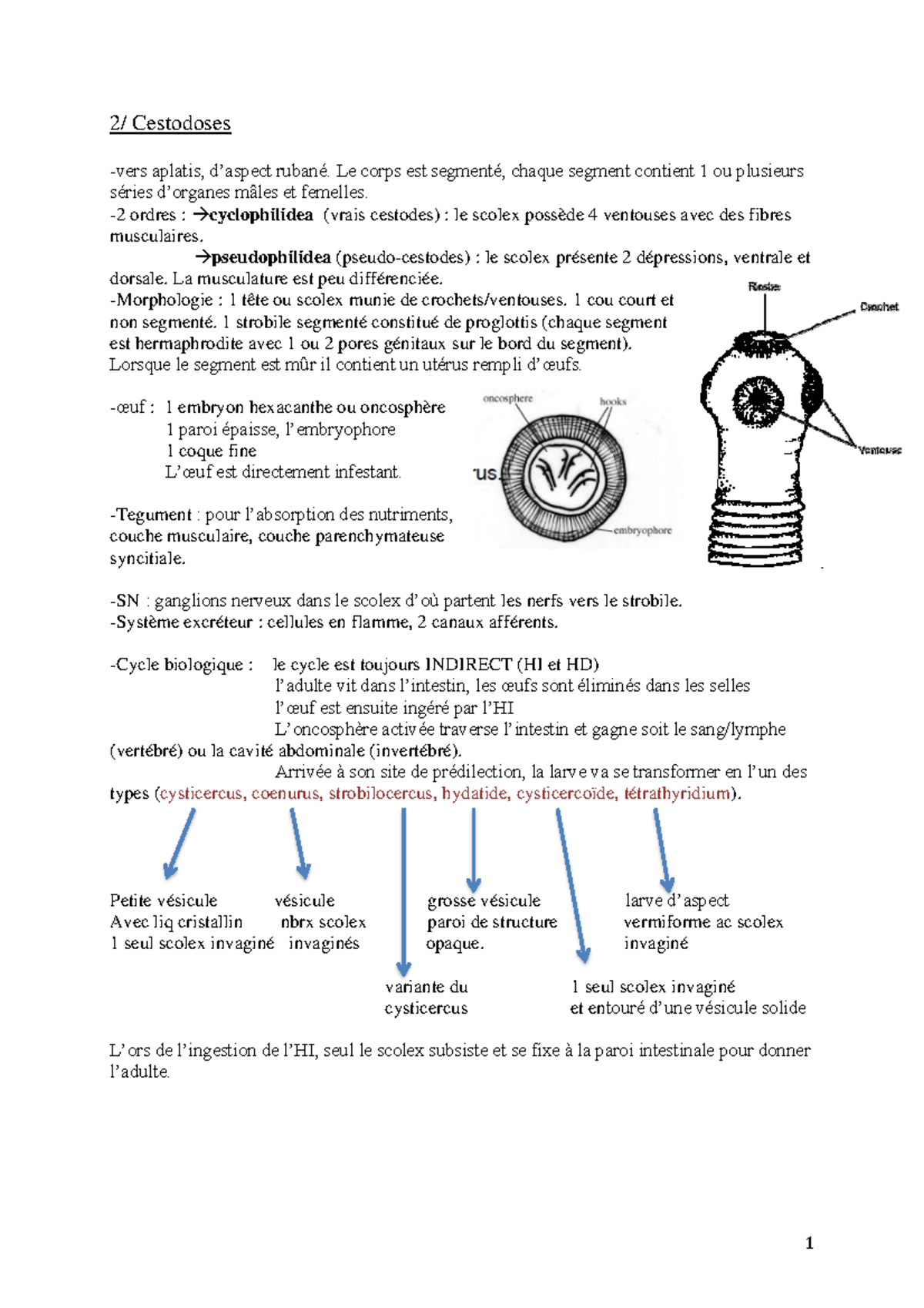Chapitre 3 fin Résu - 2/ Cestodoses vers aplatis, d’aspect rubané. Le ...