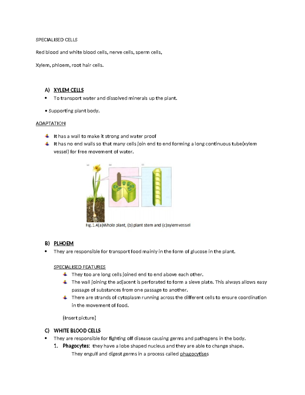 Specialised Cells - Study notes - SPECIALISED CELLS Red blood and white ...