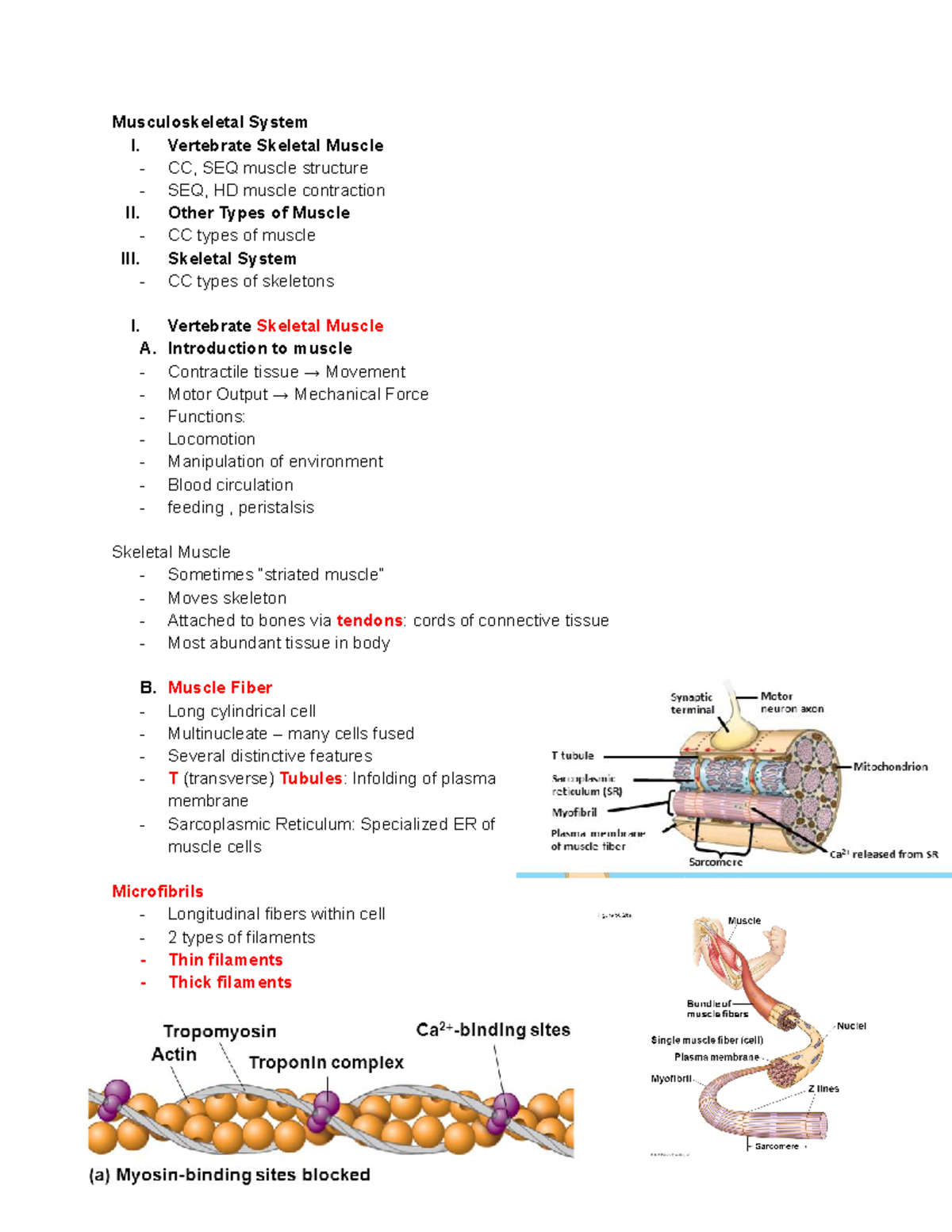 Bio 2 (day 21) Musculoskeletal System - Musculoskeletal System I ...
