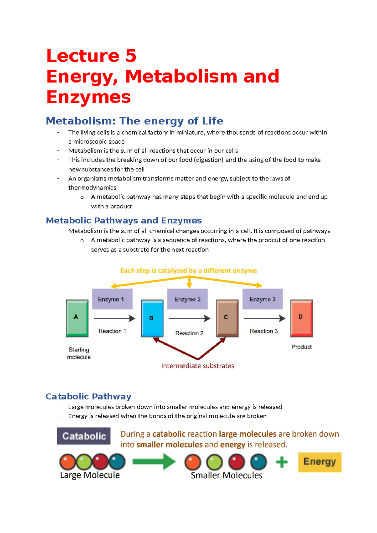Lecture 5 - Lecture 5 Energy, Metabolism and Enzymes Metabolism: The ...